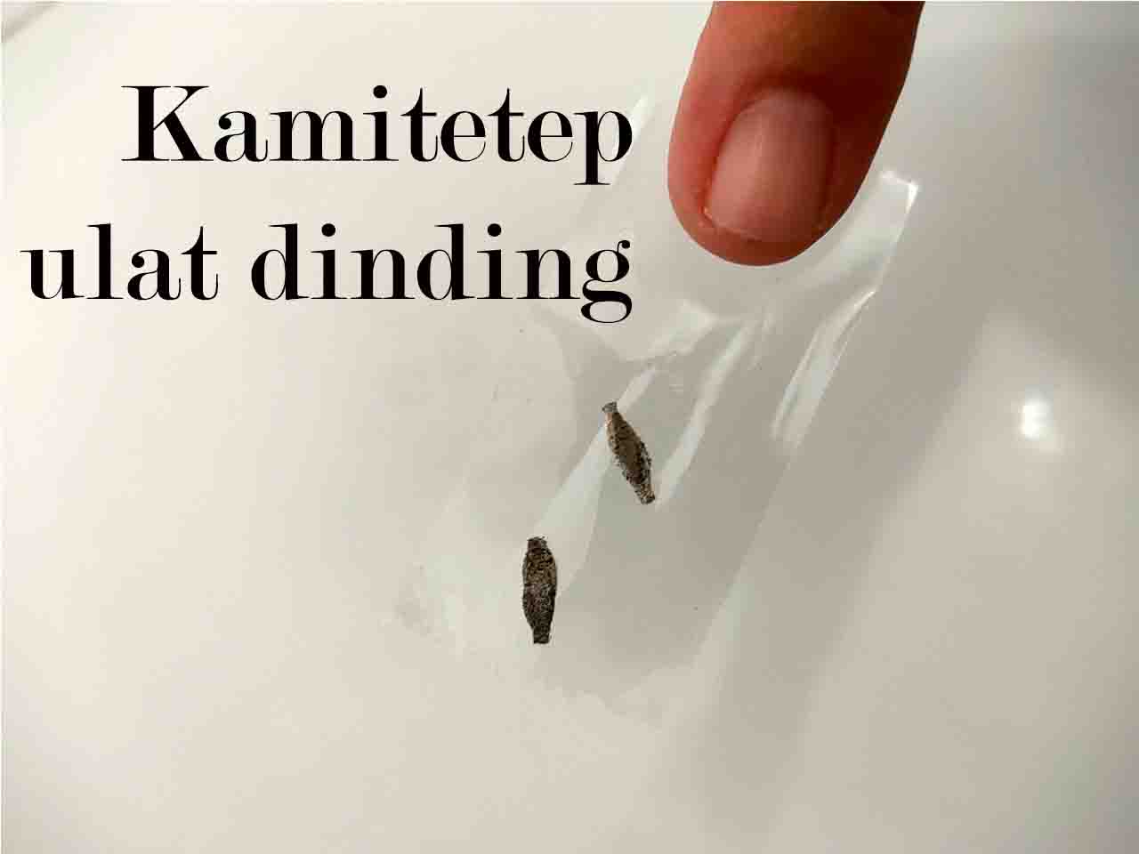 Cara Membasmi Kamitetep, Ulat Dinding — Travel Diary of Lenny Lim